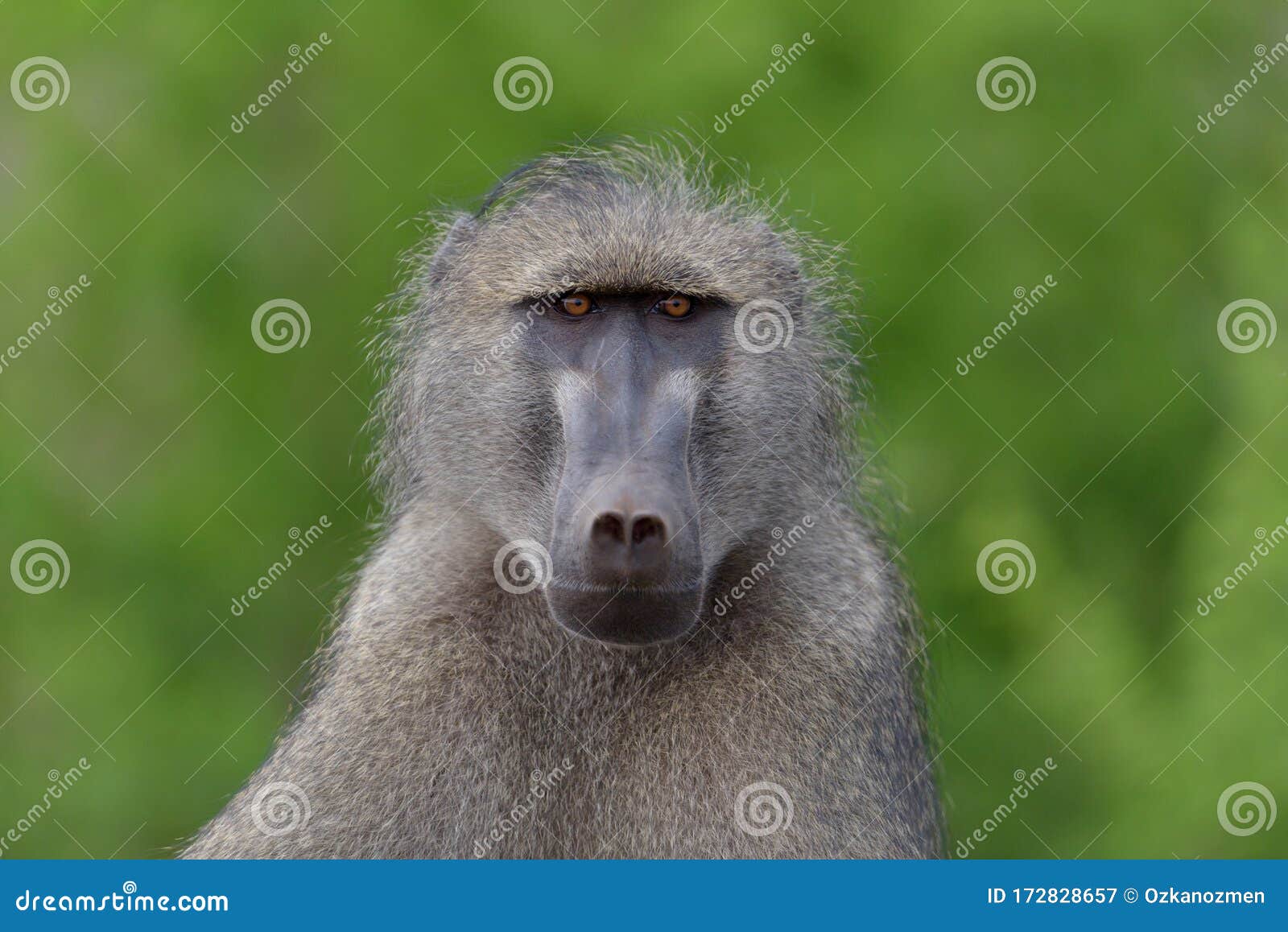 Male Baboon in the Wilderness Stock Image - Image of portrait, family ...