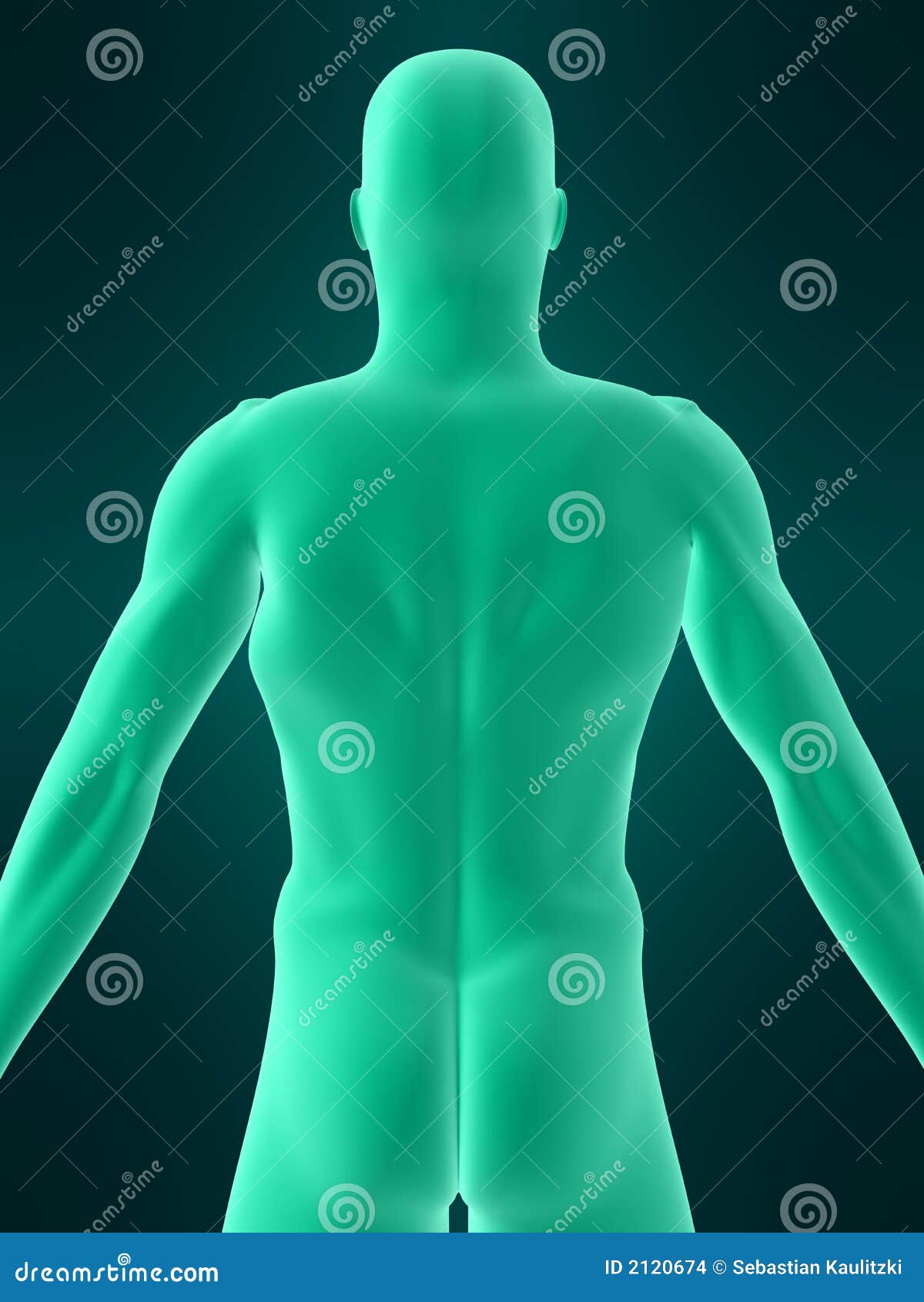 Male back stock illustration. Illustration of health, clinic - 2120674