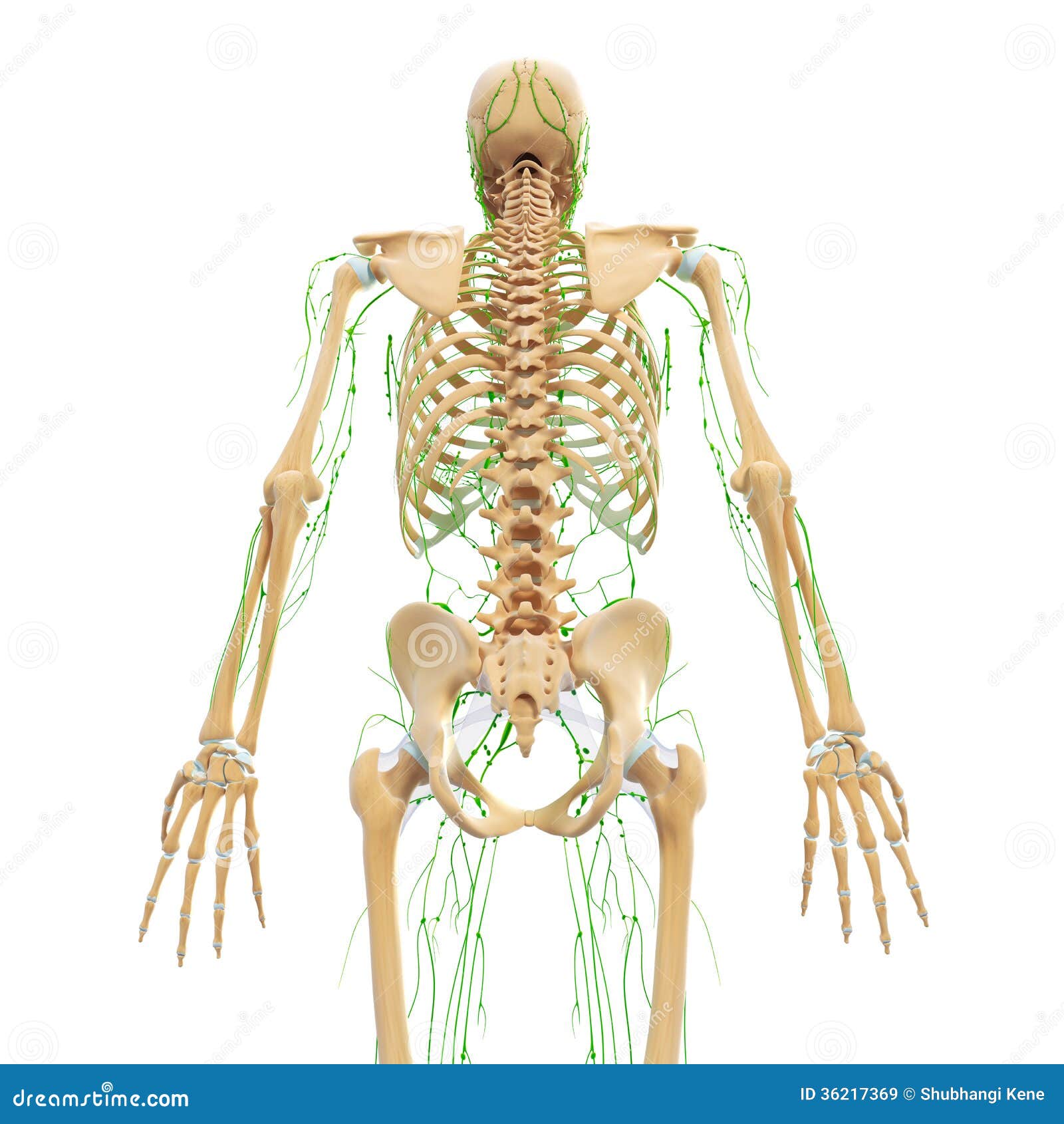 Male Back View Lymphatic System with Skeleton Stock Illustration ...