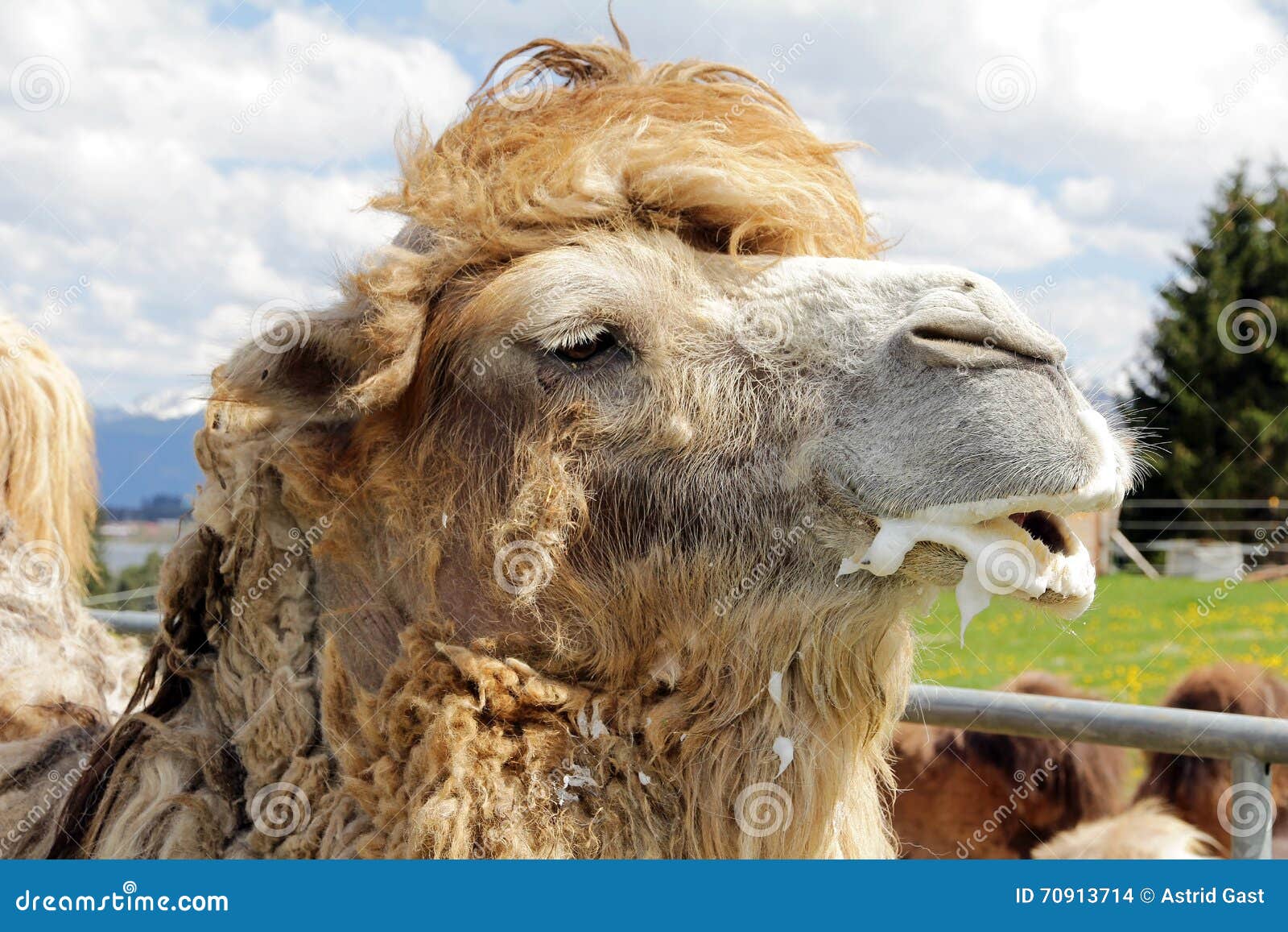 Male Bactrian Camel is Ready To Mate Stock Photo - Image of large ...