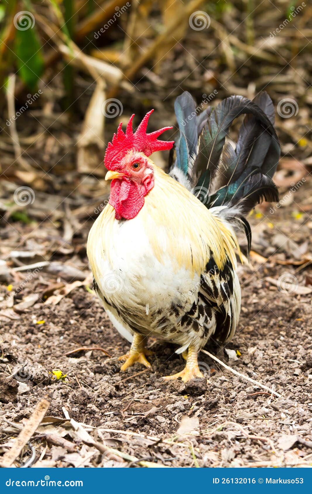 Male Bantam stock photo. Image of nature, ground, bird - 26132016