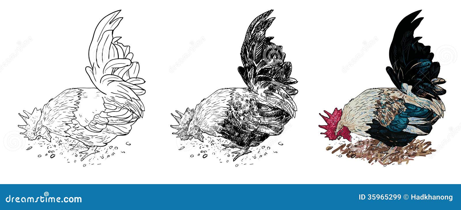 Male Bantam, a Kind of Chicken Stock Vector - Illustration of range ...