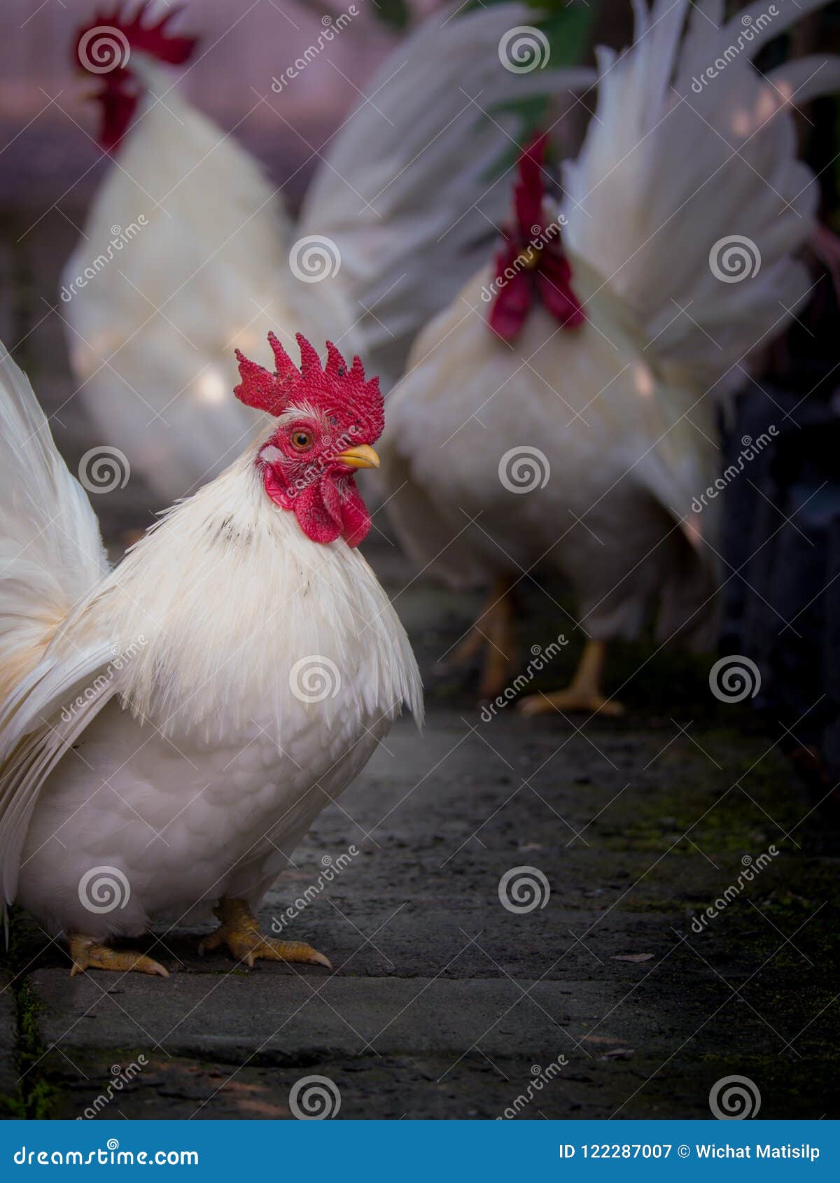 The Male Bantams Standing stock image. Image of color - 122287007