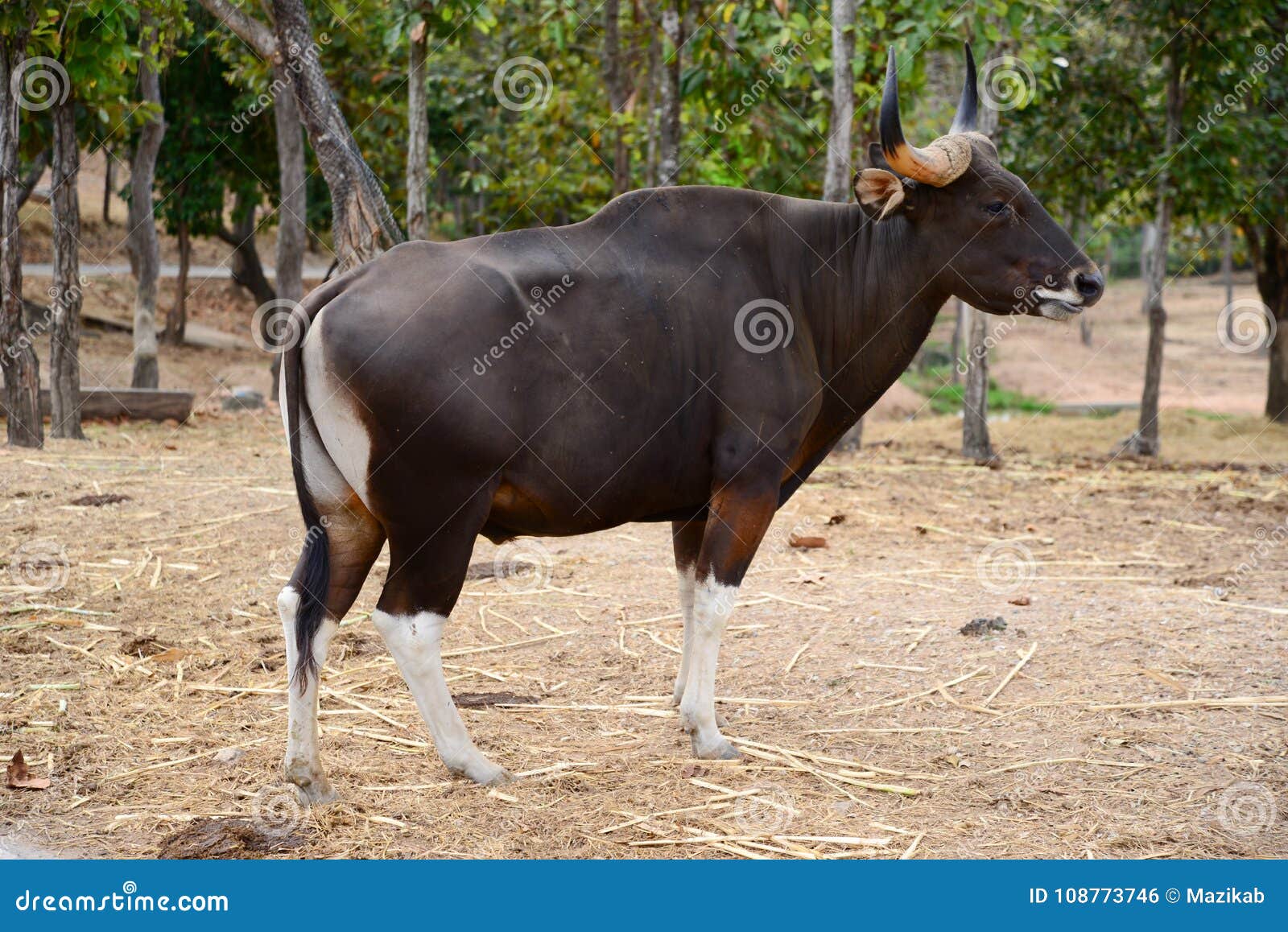 Banteng stock photo. Image of horn, brown, fauna, power - 108773746
