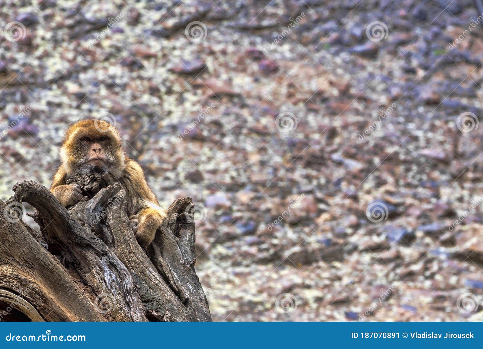 Male Barbara Macaque, Macaca Sylvanus, Sits on a Trunk and Observes the ...