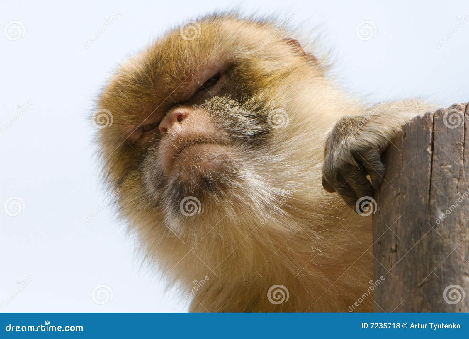 Male Barbary Macaque (Macacus Sylvanus) Stock Photo - Image of macaque ...