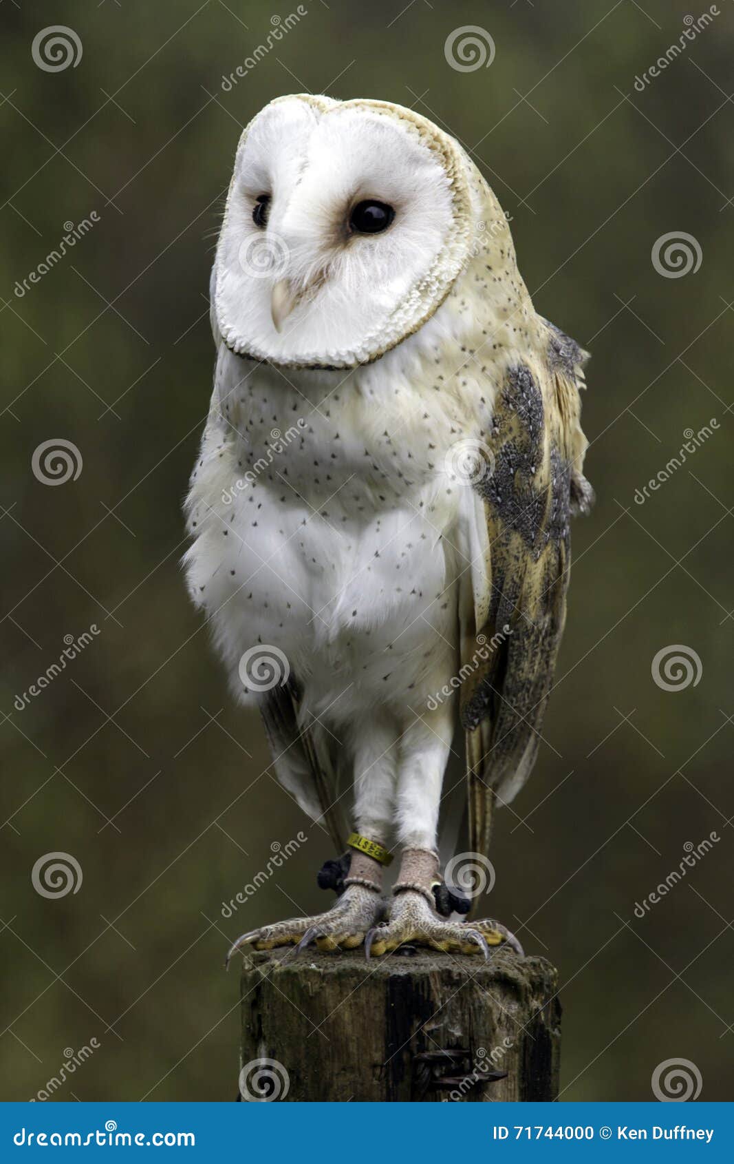 Male Barn Owl stock photo. Image of white, hunter, fowl - 71744000