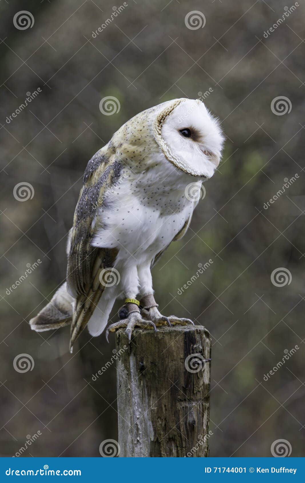 Male Barn Owl stock image. Image of faced, hunter, ghostly - 71744001