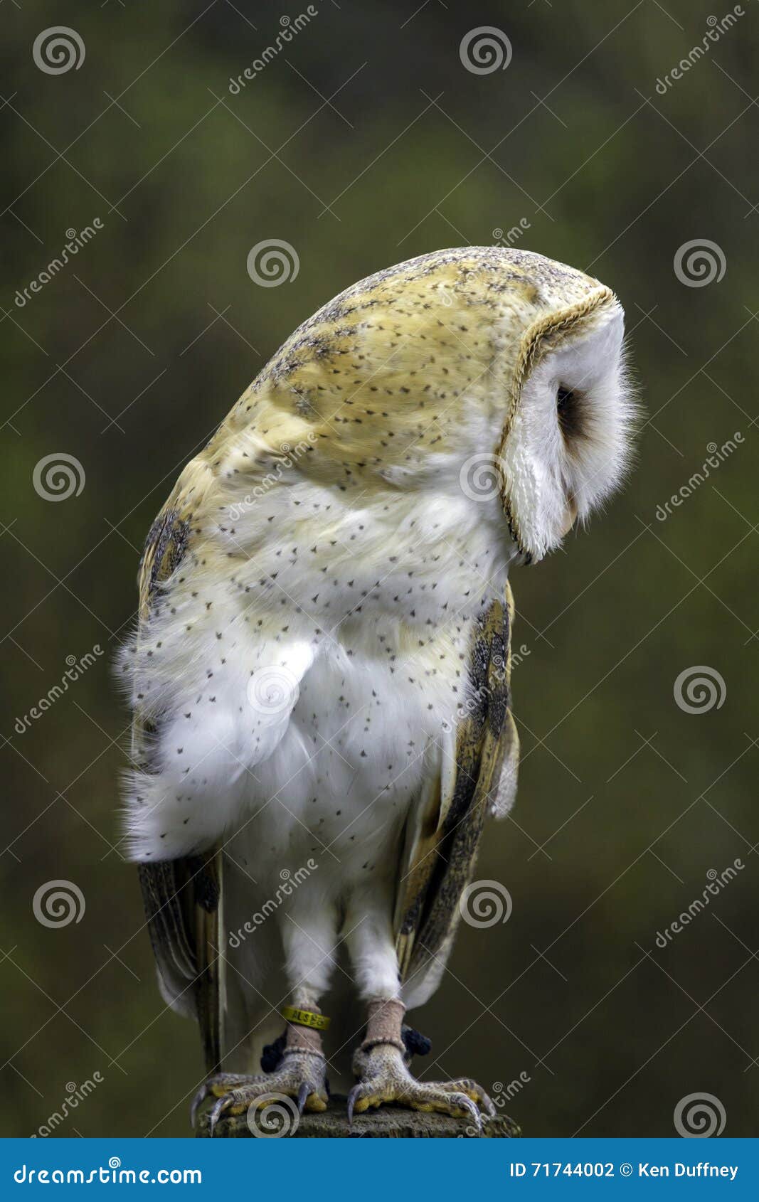 Male Barn Owl stock photo. Image of feathers, perched - 71744002
