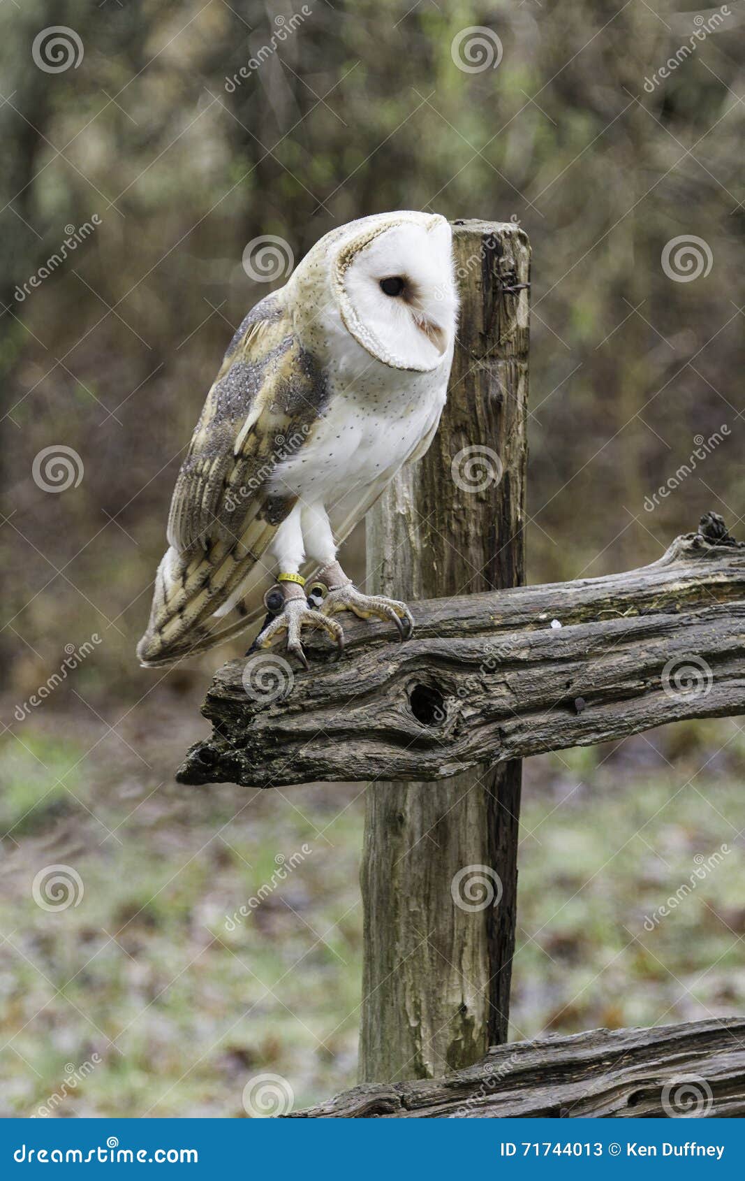 Male Barn Owl stock image. Image of faced, beak, alba - 71744013