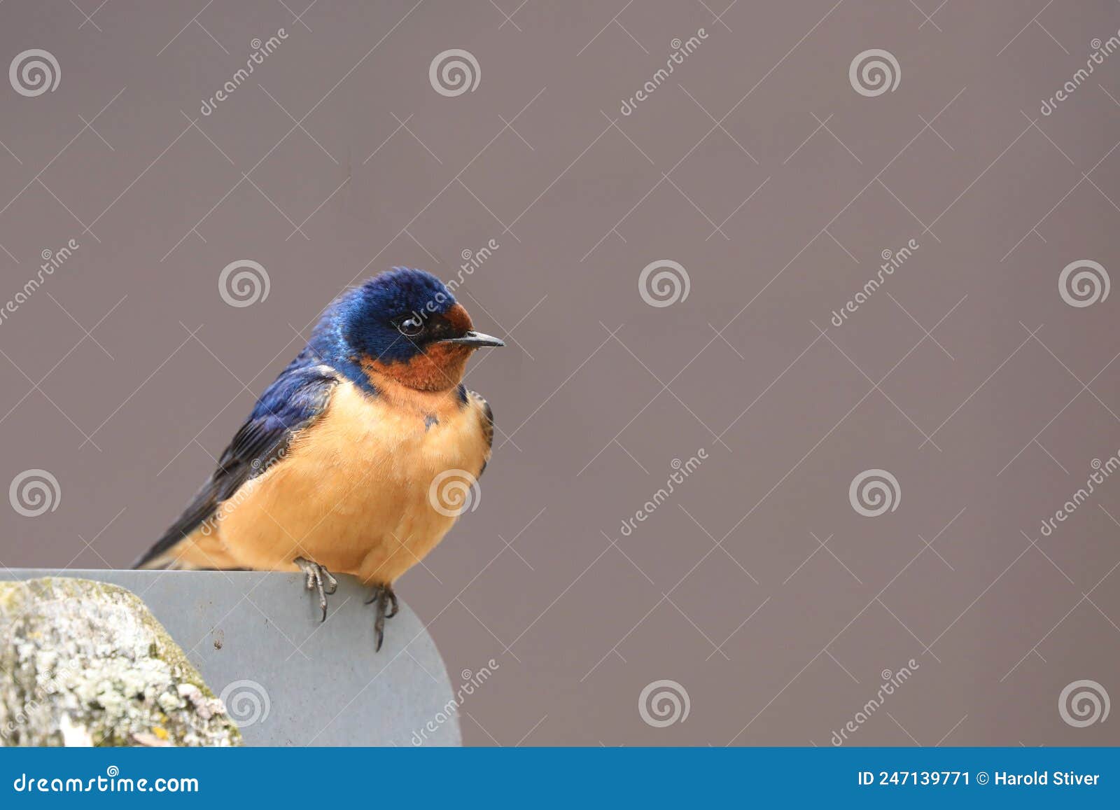 Male Barn Swallow, Hirundo Rustica, on a Post Stock Image - Image of ...