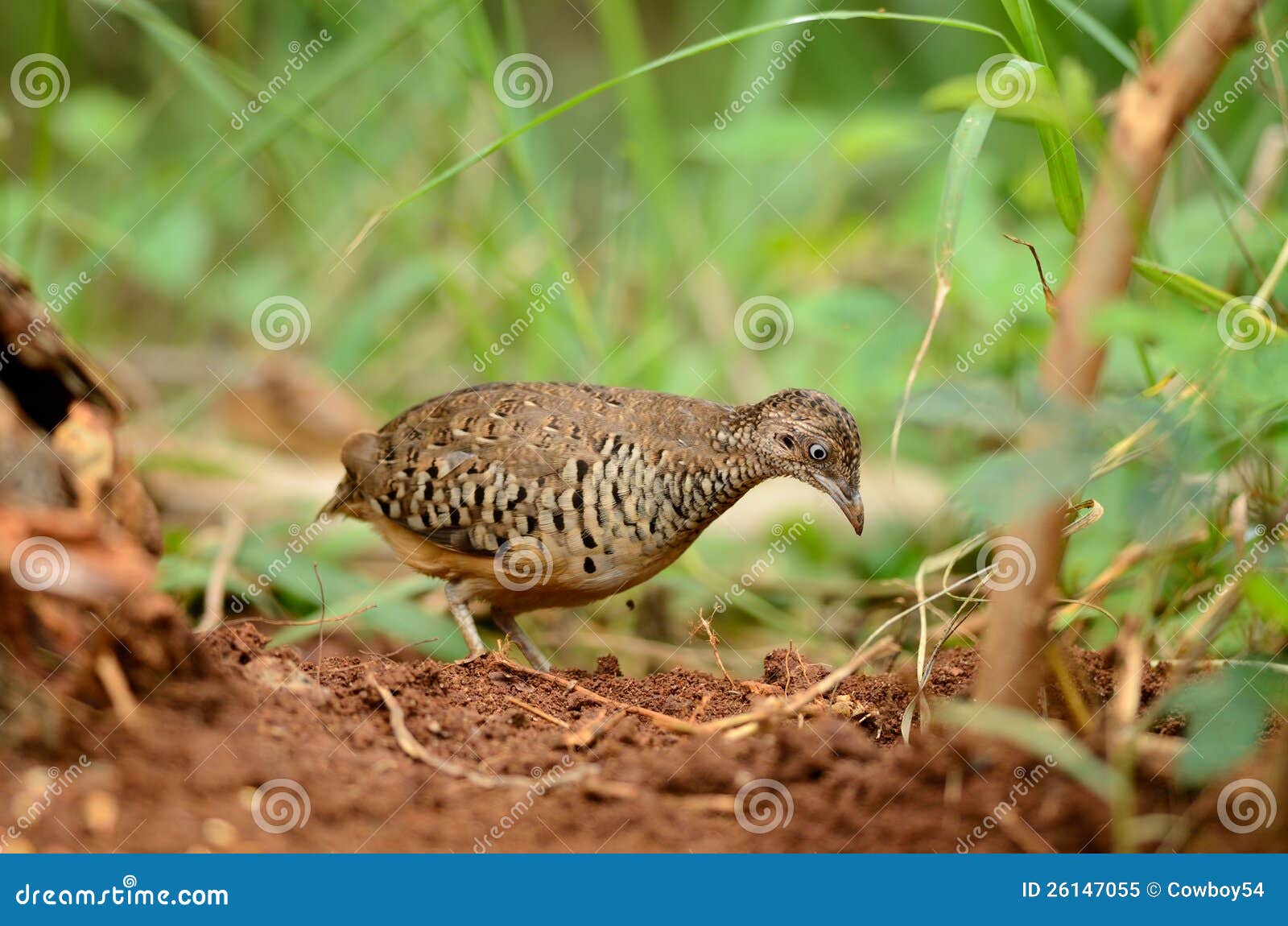 Male barred buttonquail stock image. Image of male, natural - 26147055