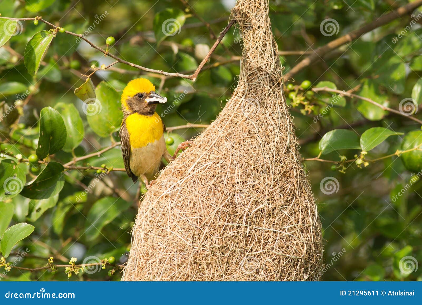 Male Baya Weaver Bird stock image. Image of migrating - 21295611