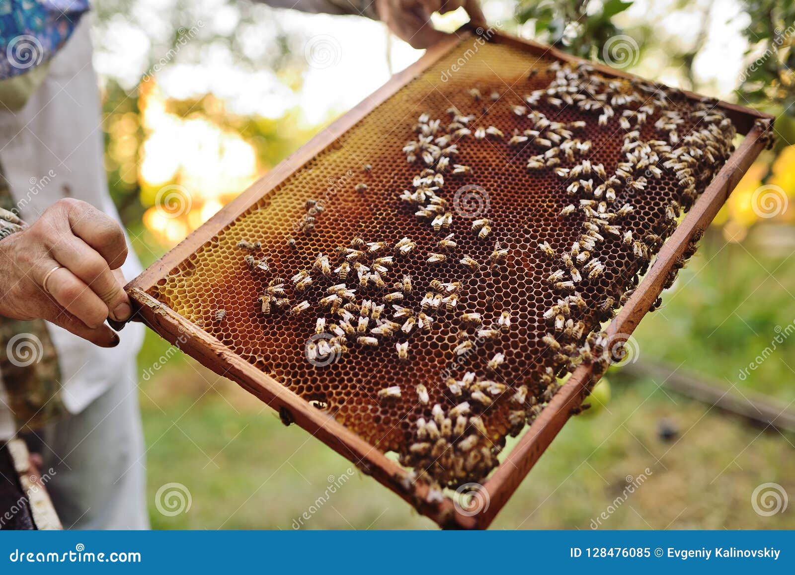 The Bee-keeper Takes Out A Framework With Honey Royalty-Free Stock ...