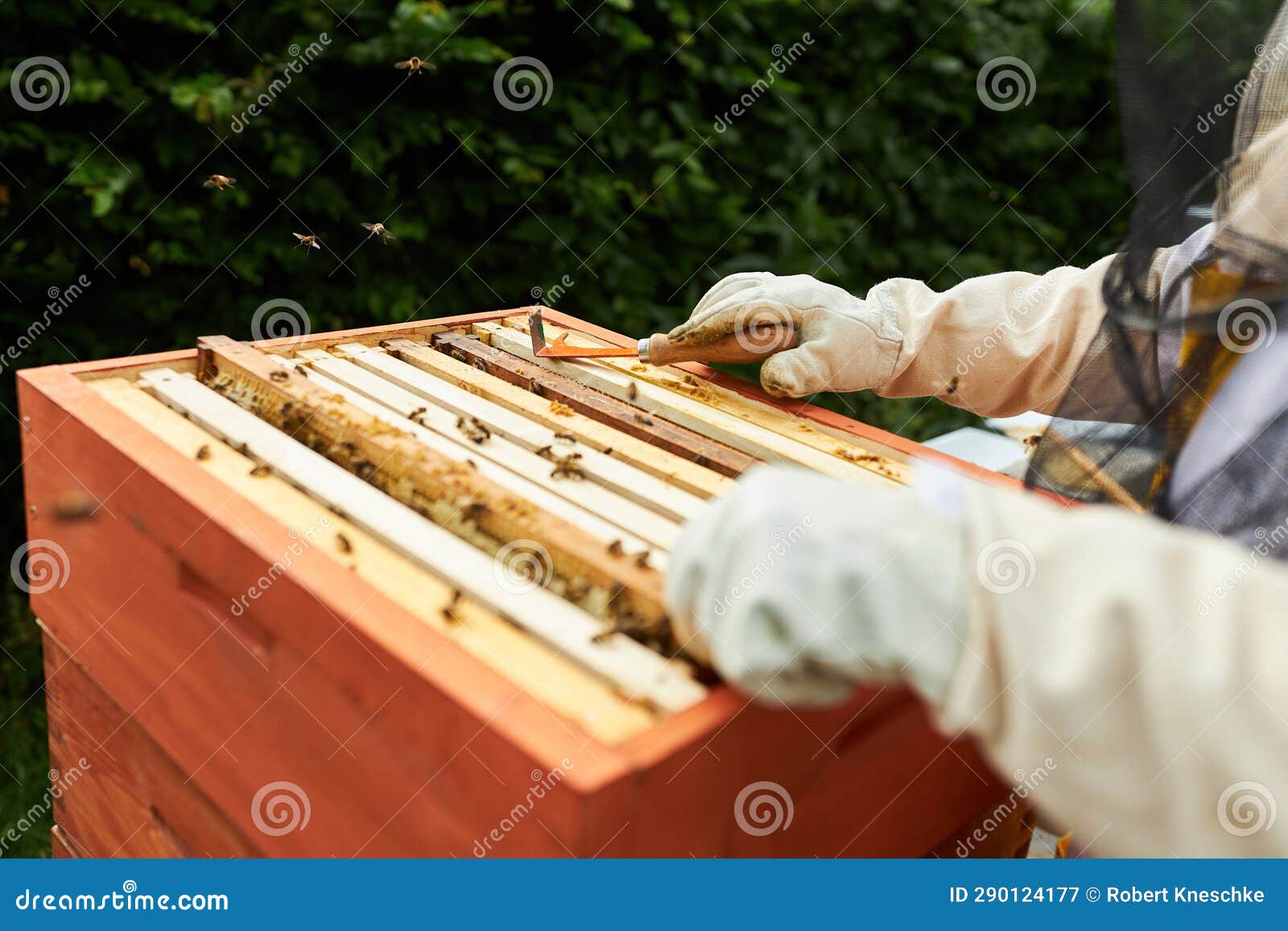 Male Beekeeper Using Hive Tool on Beehive Stock Image - Image of male ...