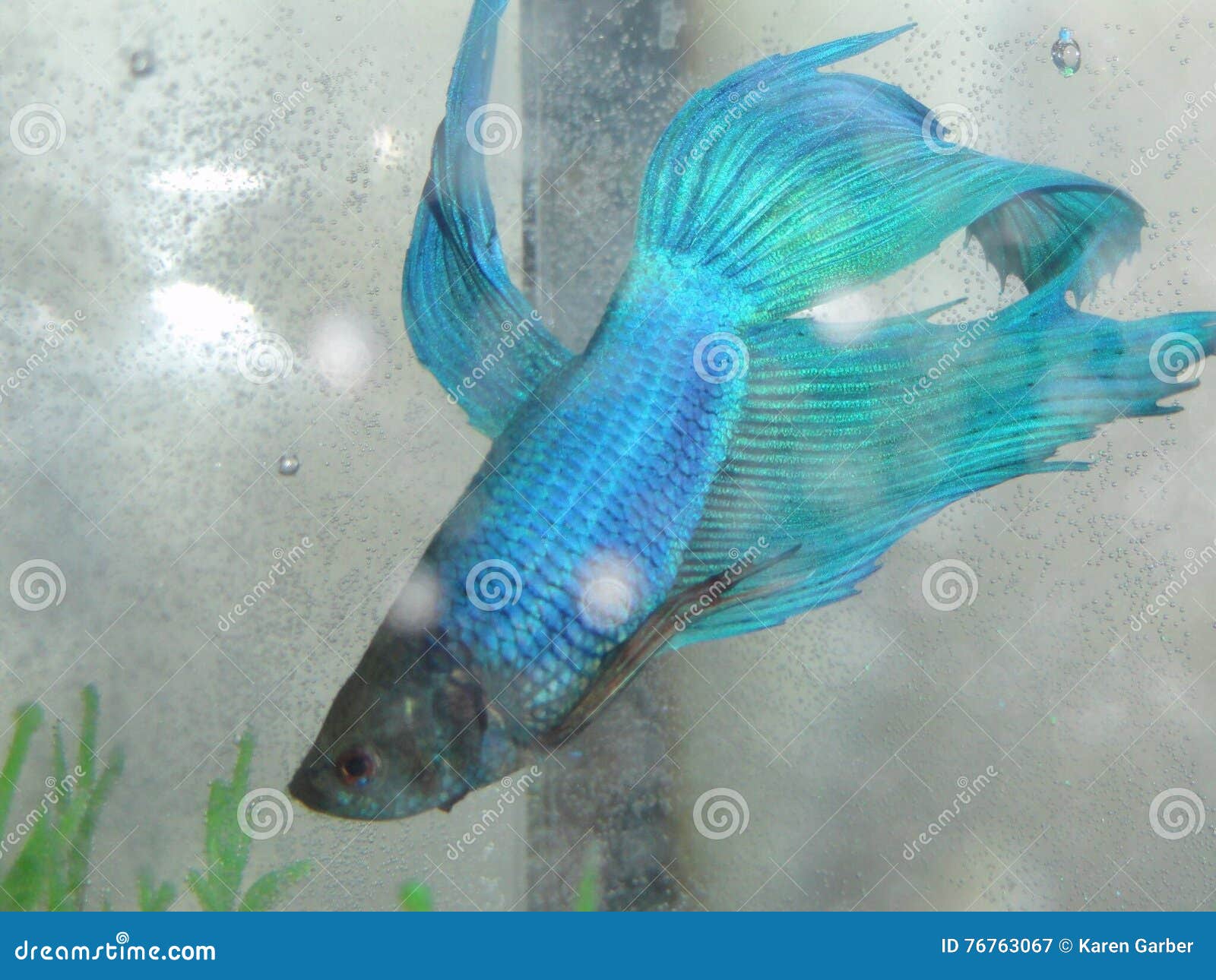 Male beta fish stock image. Image of beautiful, fish - 76763067