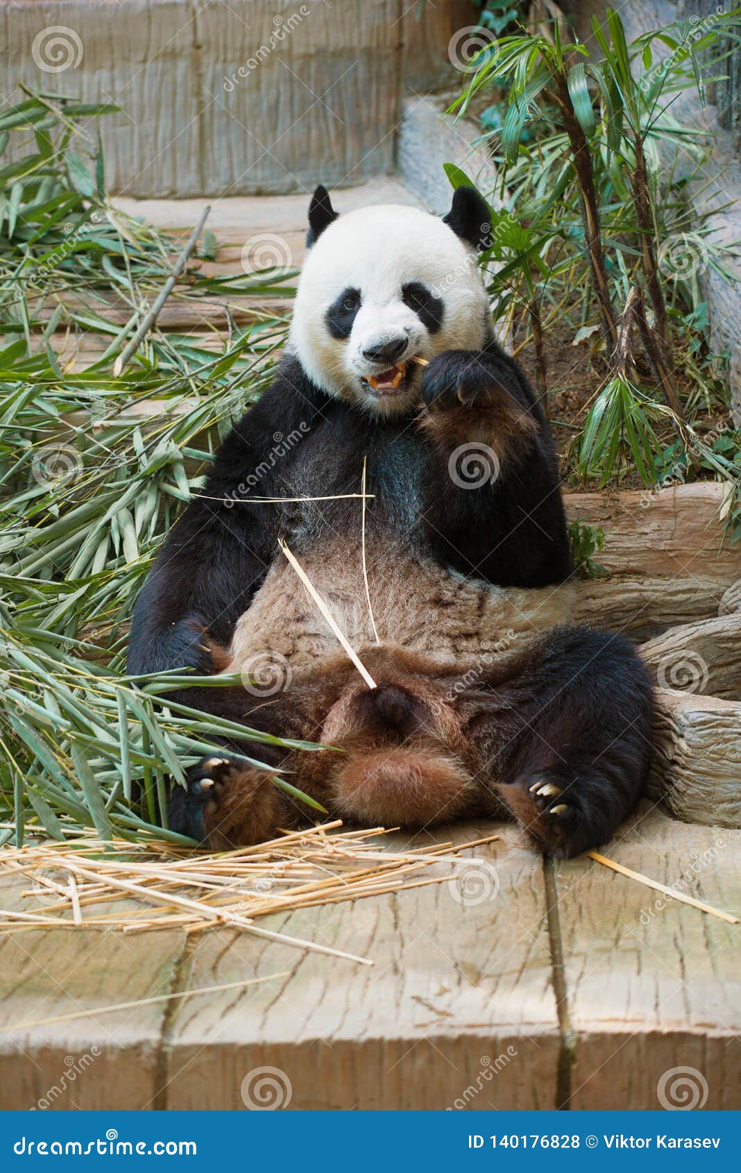The Male of the Big Panda. Chiang Mai Stock Photo - Image of asia ...