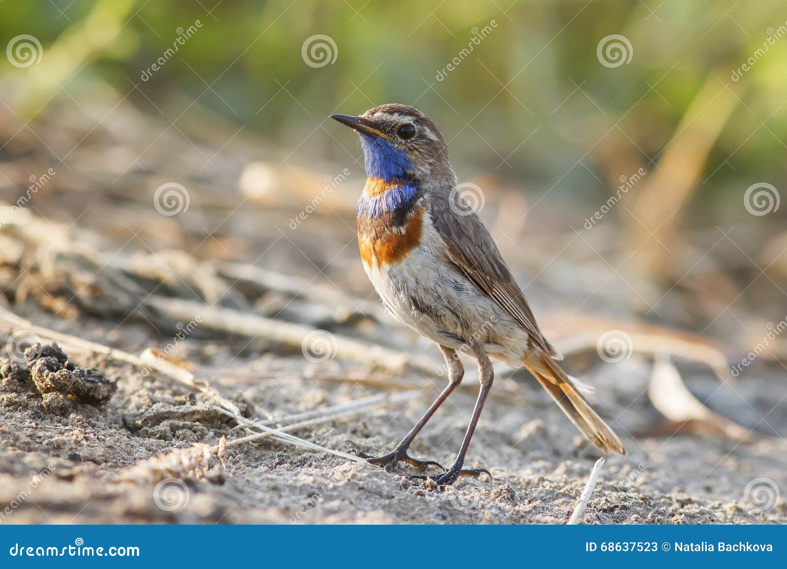 Male Birds And Young Birds Are Resting On The Branches Royalty-Free ...