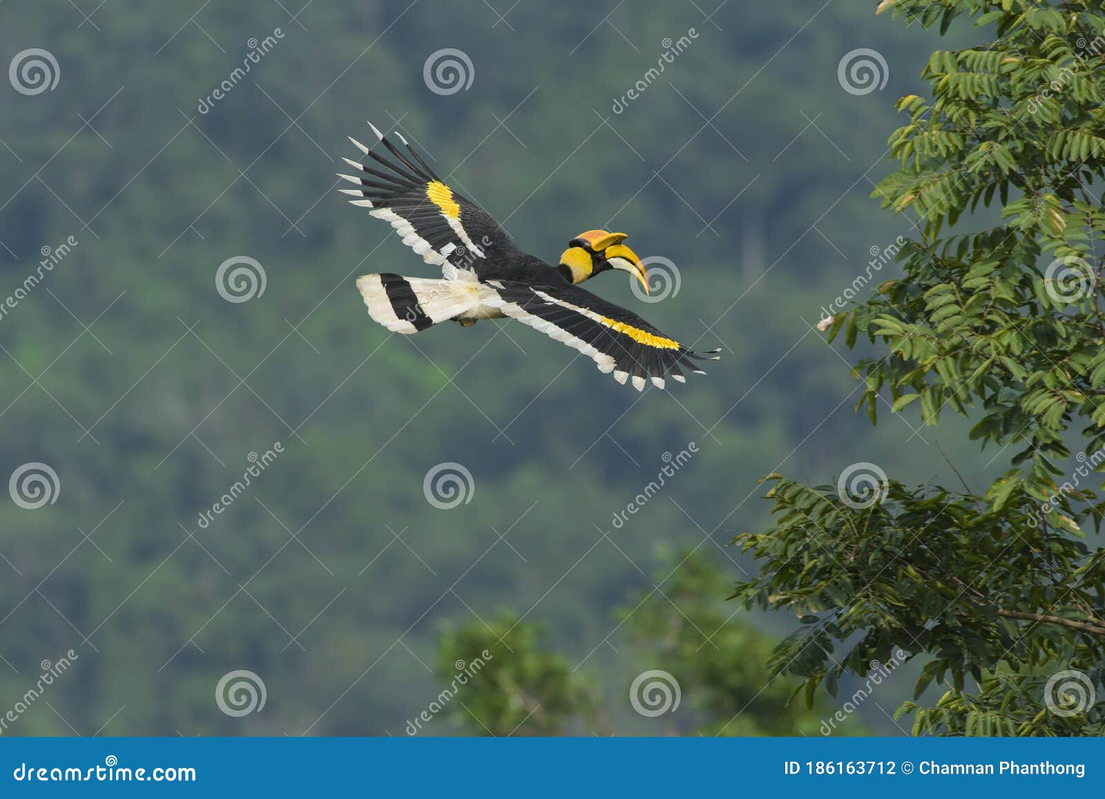 Great Hornbill Flying in Natural Forest Stock Photo - Image of yellow ...
