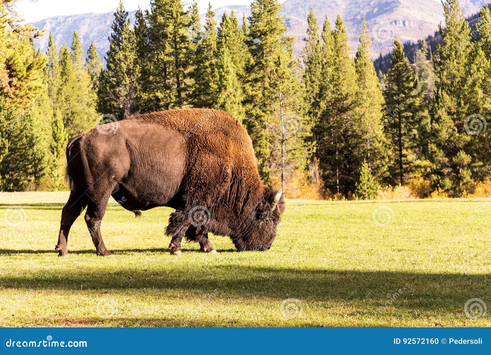 Male bison buffalo grazing stock photo. Image of mountain - 92572160 Male bison buffalo grazing stock photo. Image of mountain - 92572160