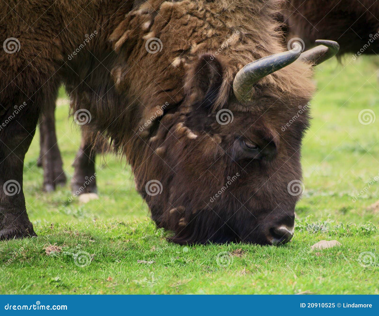 Male Bison grazing stock image. Image of animal, wild - 20910525