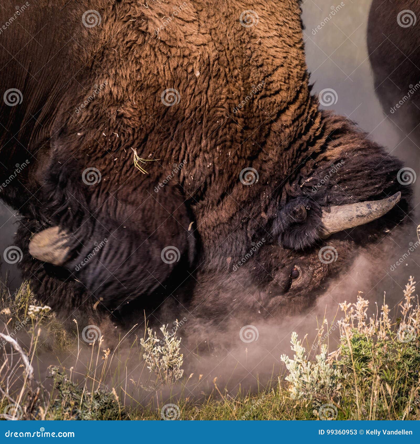 Bison Face Stock Photos - Download 1,306 Royalty Free Photos