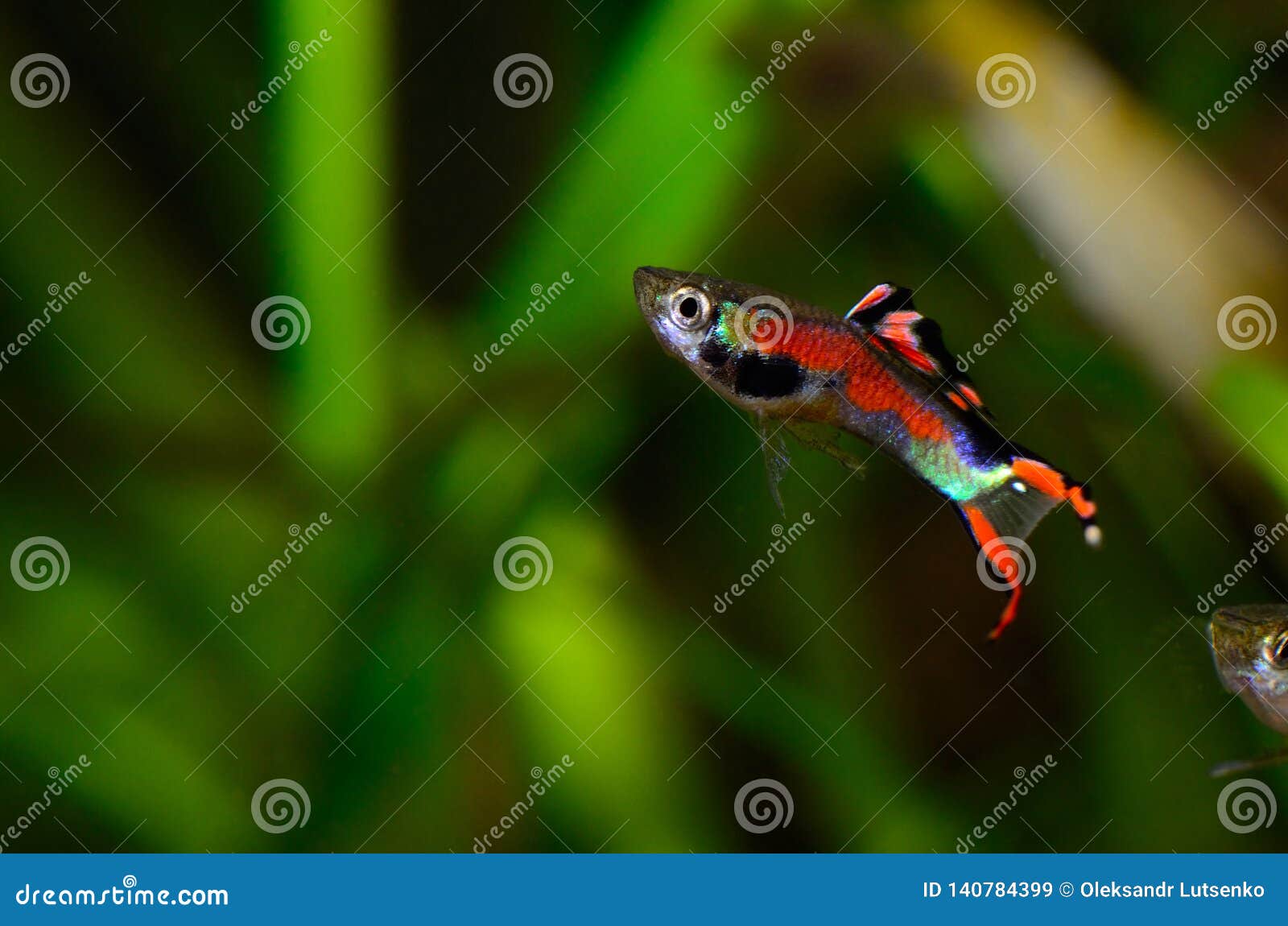 Male black-bar Endler stock image. Image of reticulate - 140784399