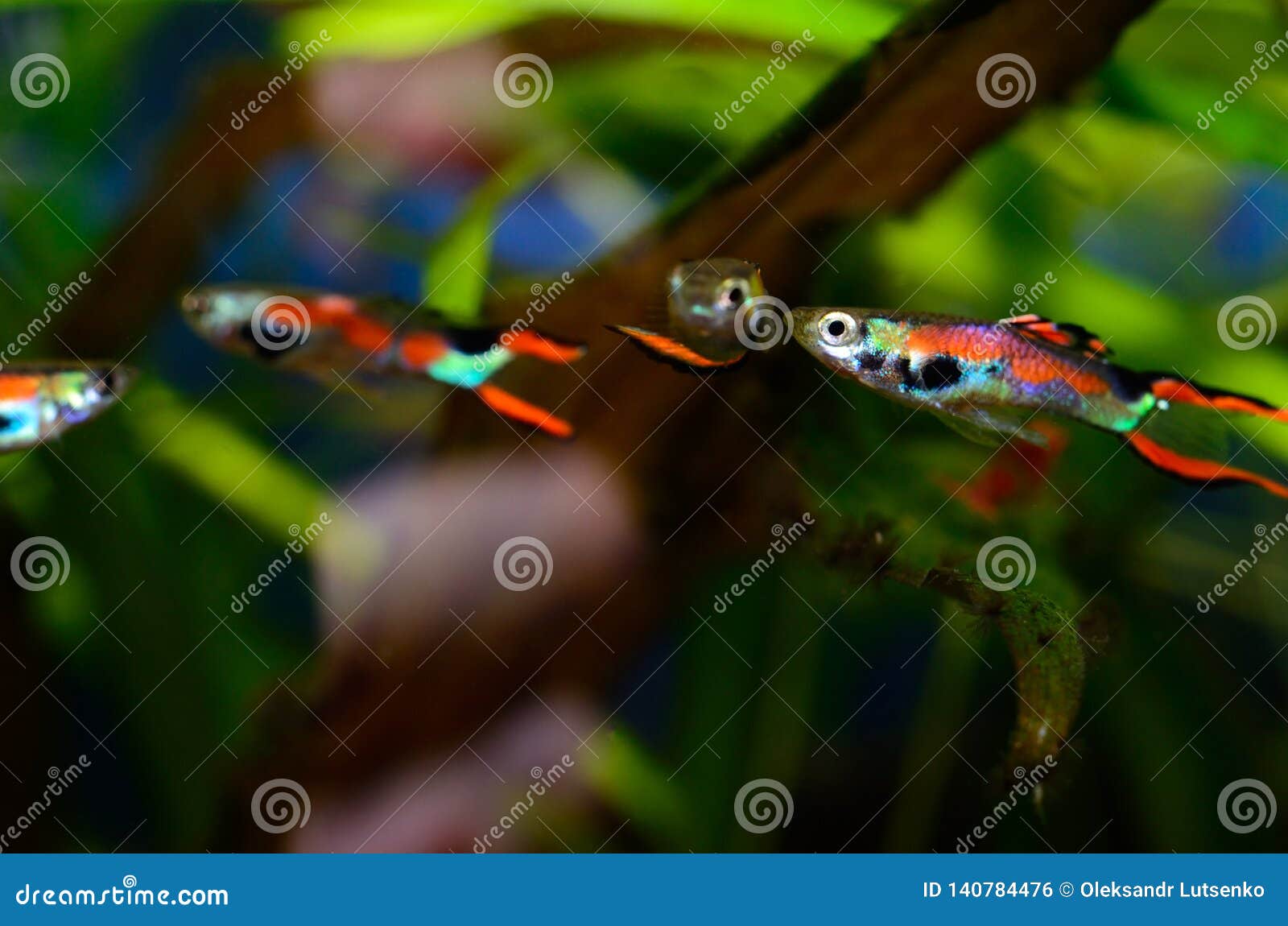 Male black-bar Endler stock photo. Image of fresh, freshwater - 140784476