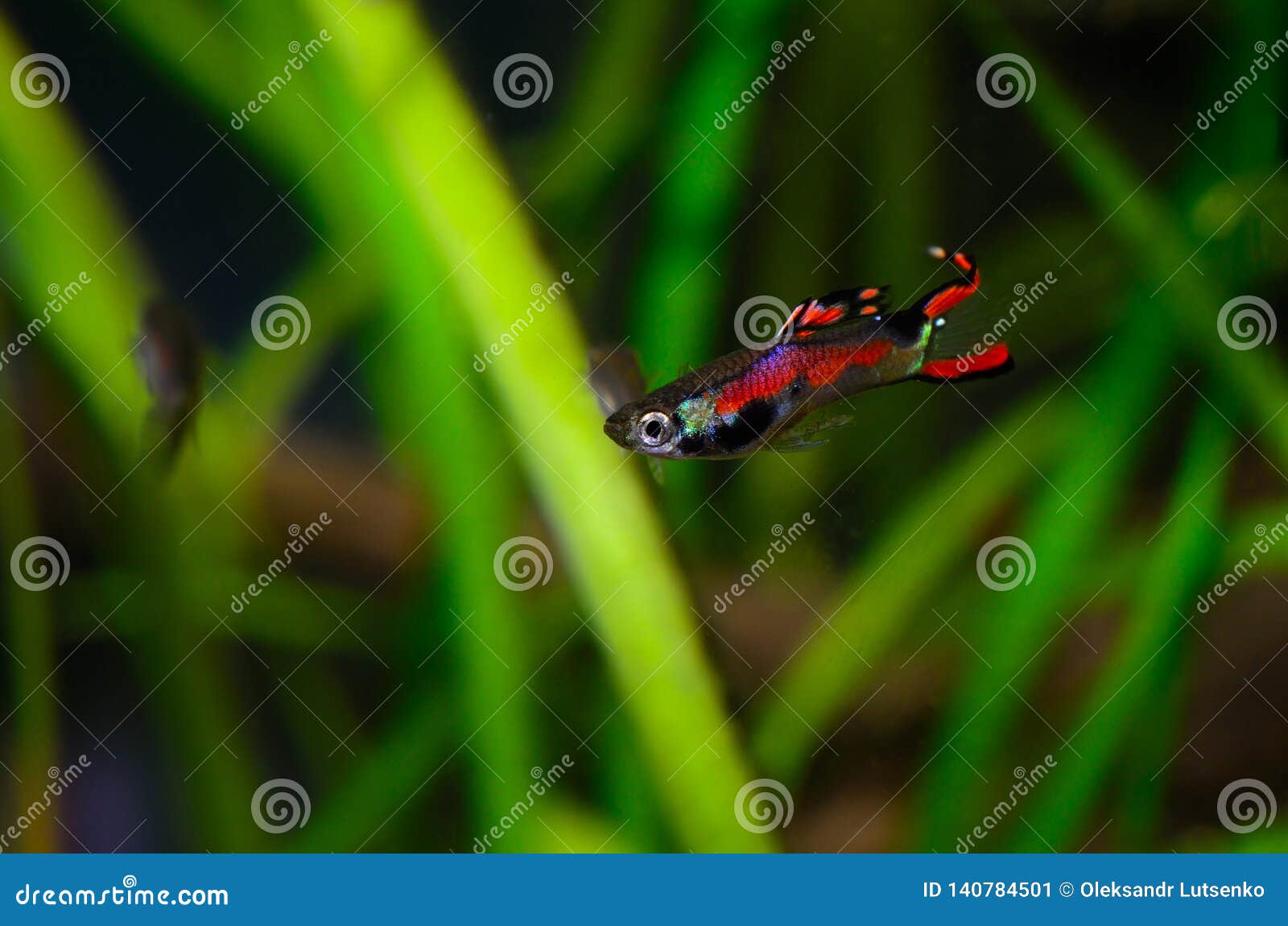 Male black-bar Endler stock image. Image of female, albino - 140784501