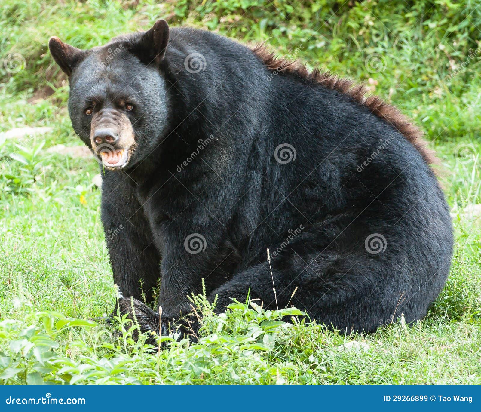 Angry Black Bear Standing