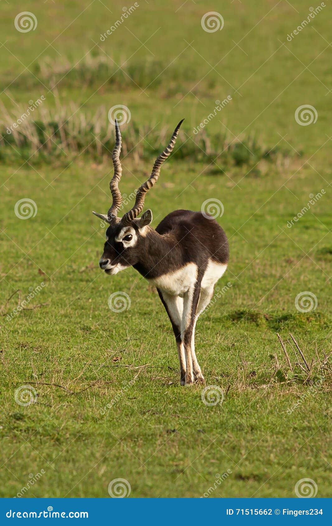 Male black buck stock photo. Image of buck, hunted, prey - 71515662