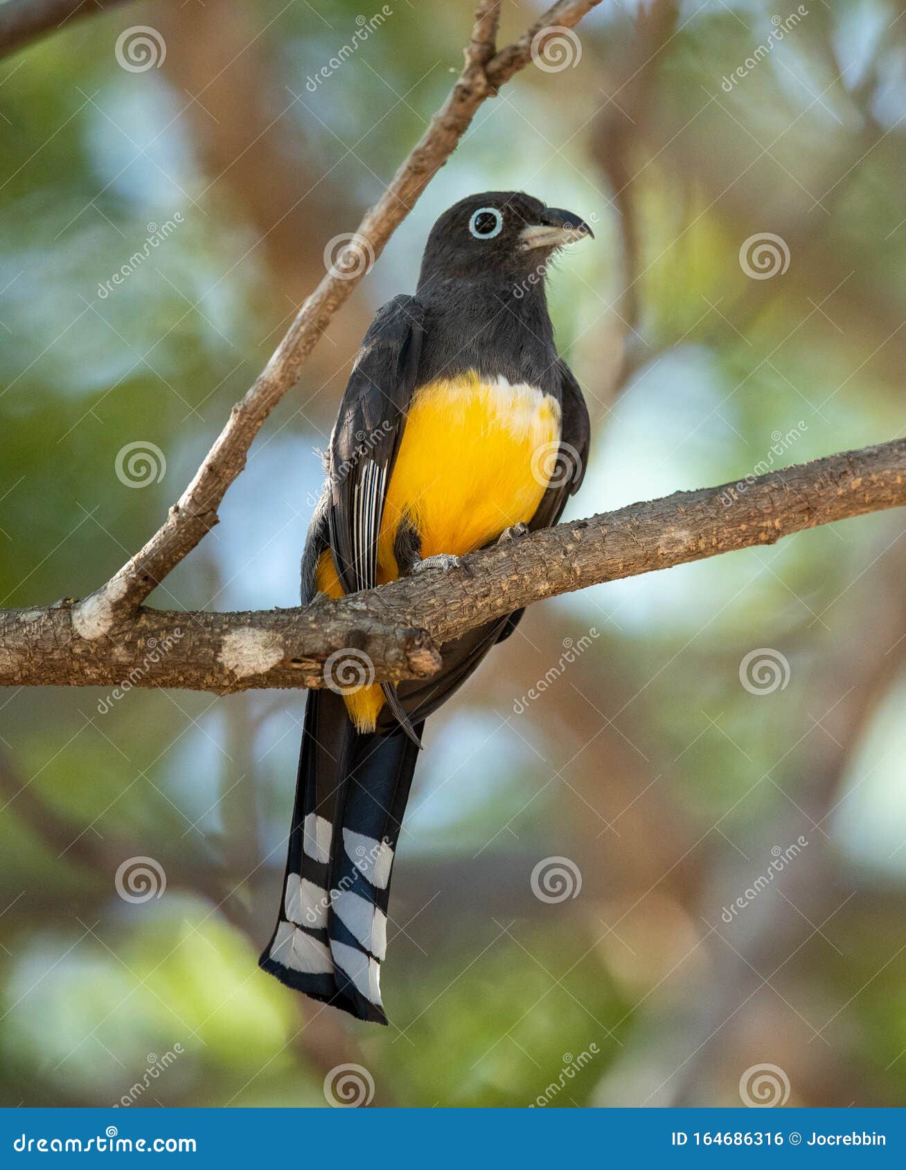 Male Black Headed Trogan in Tree Stock Photo - Image of beauty, colors ...
