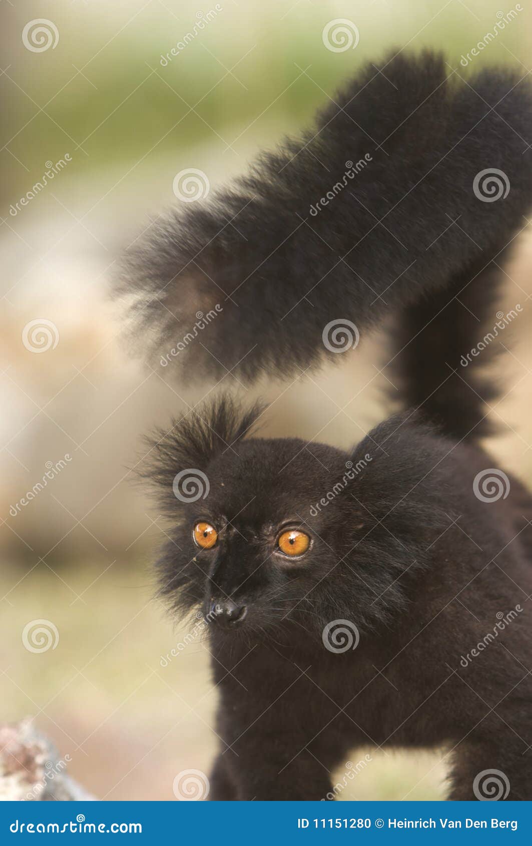 Male Black Lemur stock photo. Image of horizontal, full - 11151280
