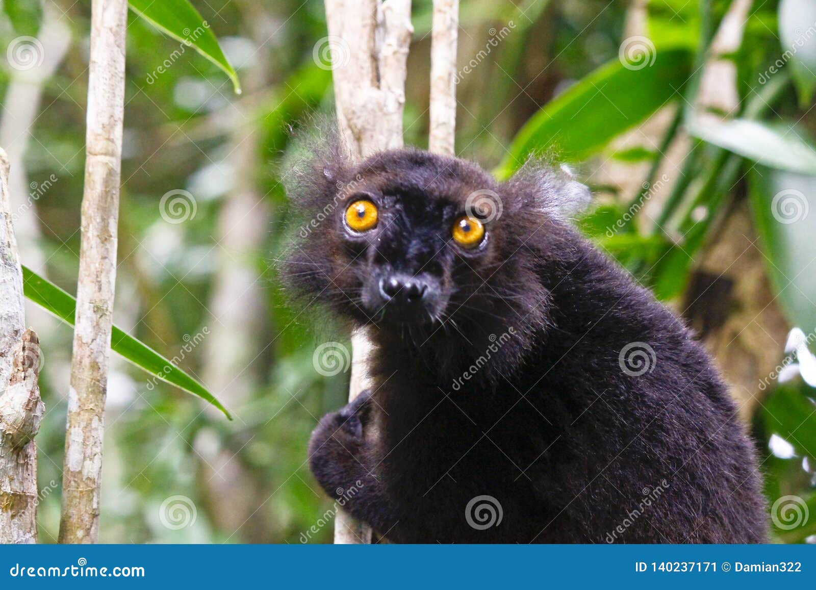 Male Black Lemur, Eulemur Macaco, Madagascar Stock Image - Image of ...