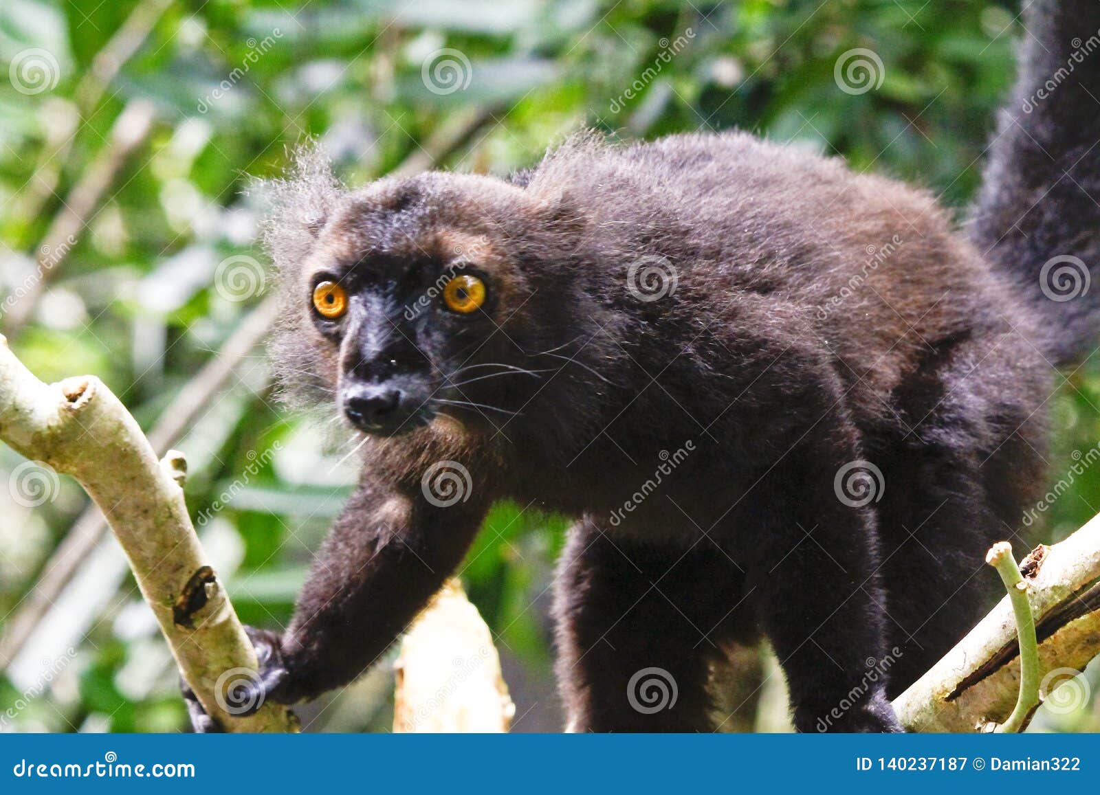 Male Black Lemur, Eulemur Macaco, Madagascar Stock Image - Image of ...