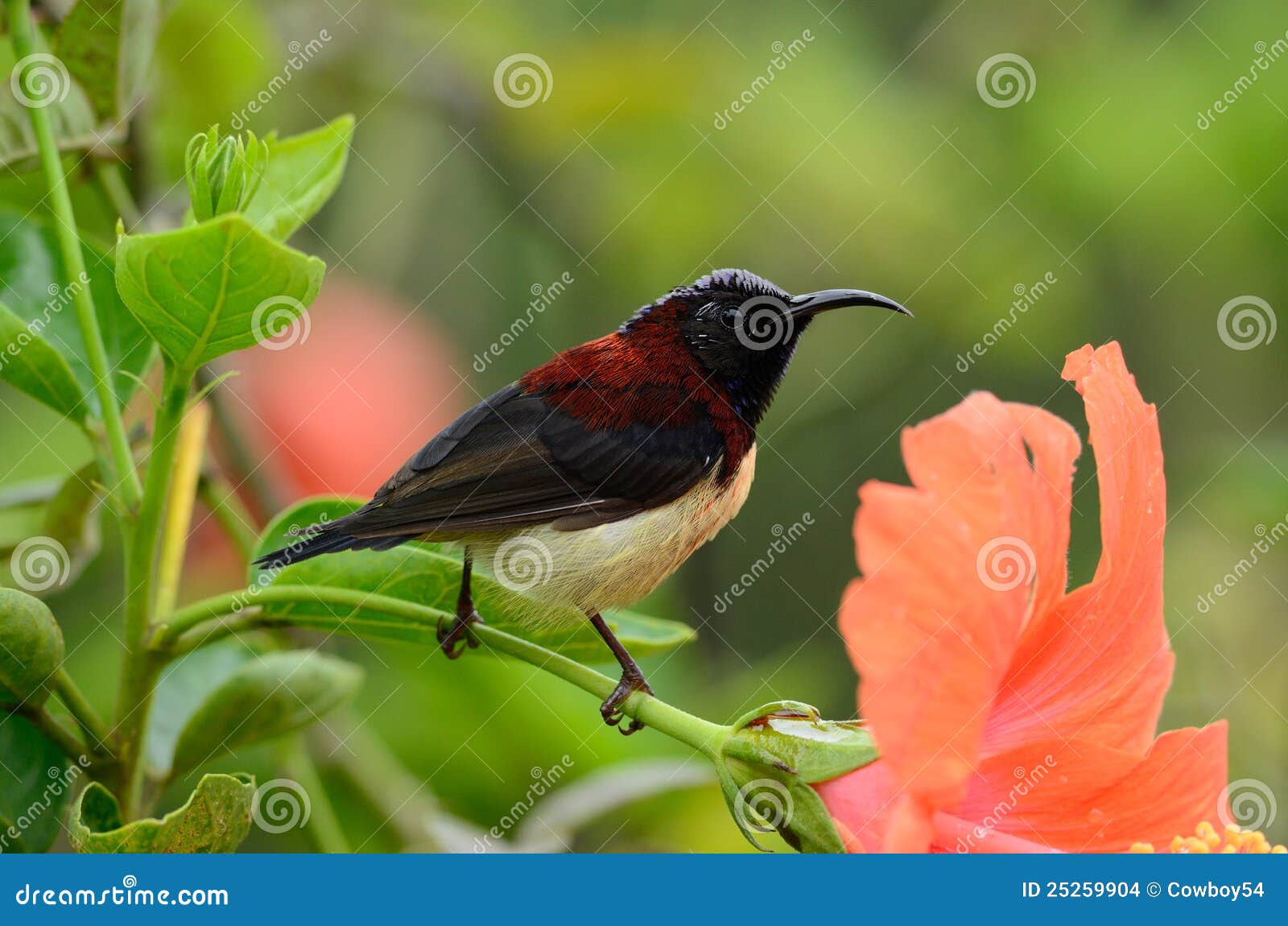 Male Black Throated Sunbird Stock Photo - Image of black, eyes: 25259904