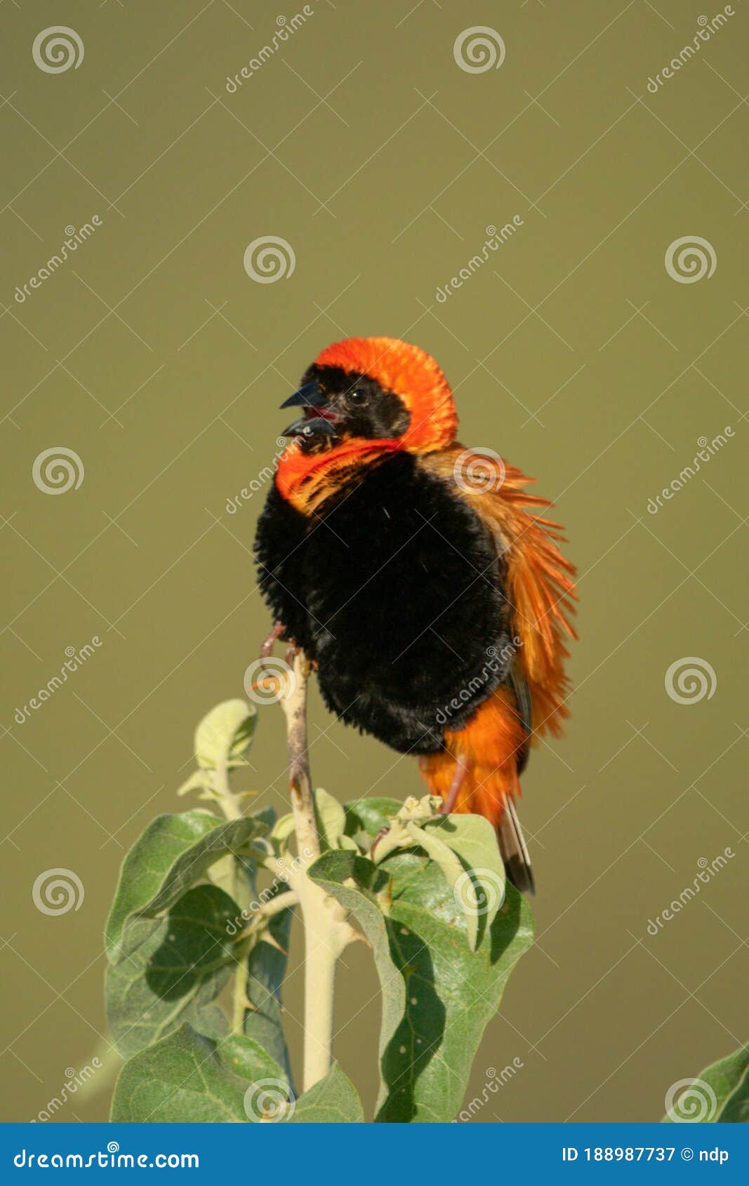 Male Black-winged Red Bishop Singing on Plant Stock Image - Image of ...
