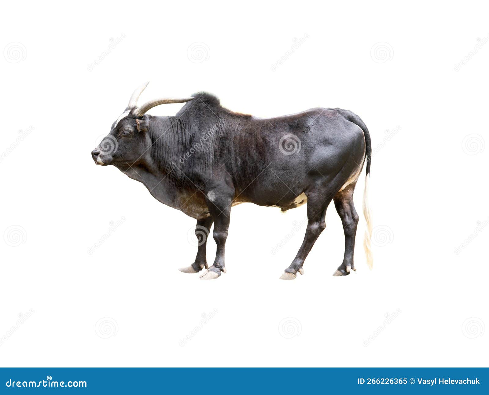 Male Black Zebu Cattle Isolated on White Background Stock Image - Image ...