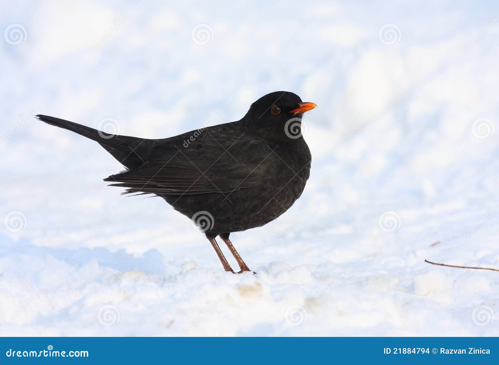 Male Blackbird stock photo. Image of male, wildlife, plumage - 21884794