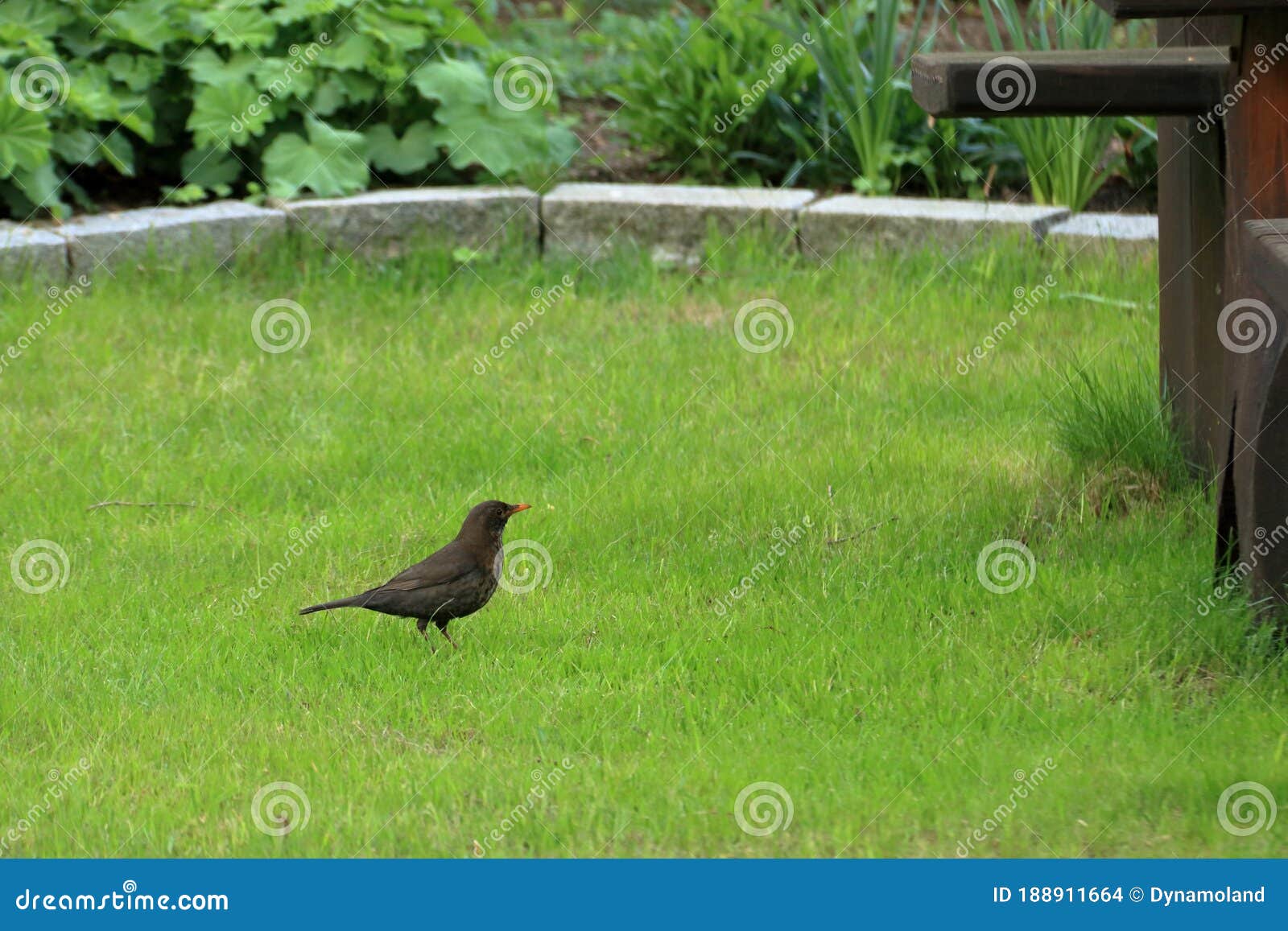 Male Blackbird in the Garden Stock Photo - Image of beauty, merula ...