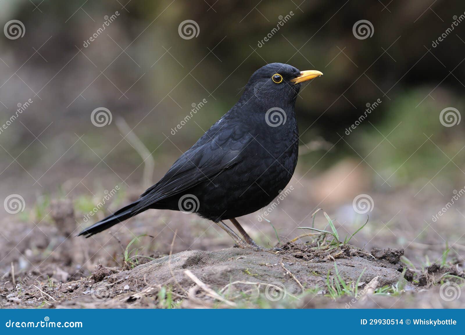 Male Blackbird stock photo. Image of wild, landscape - 29930514
