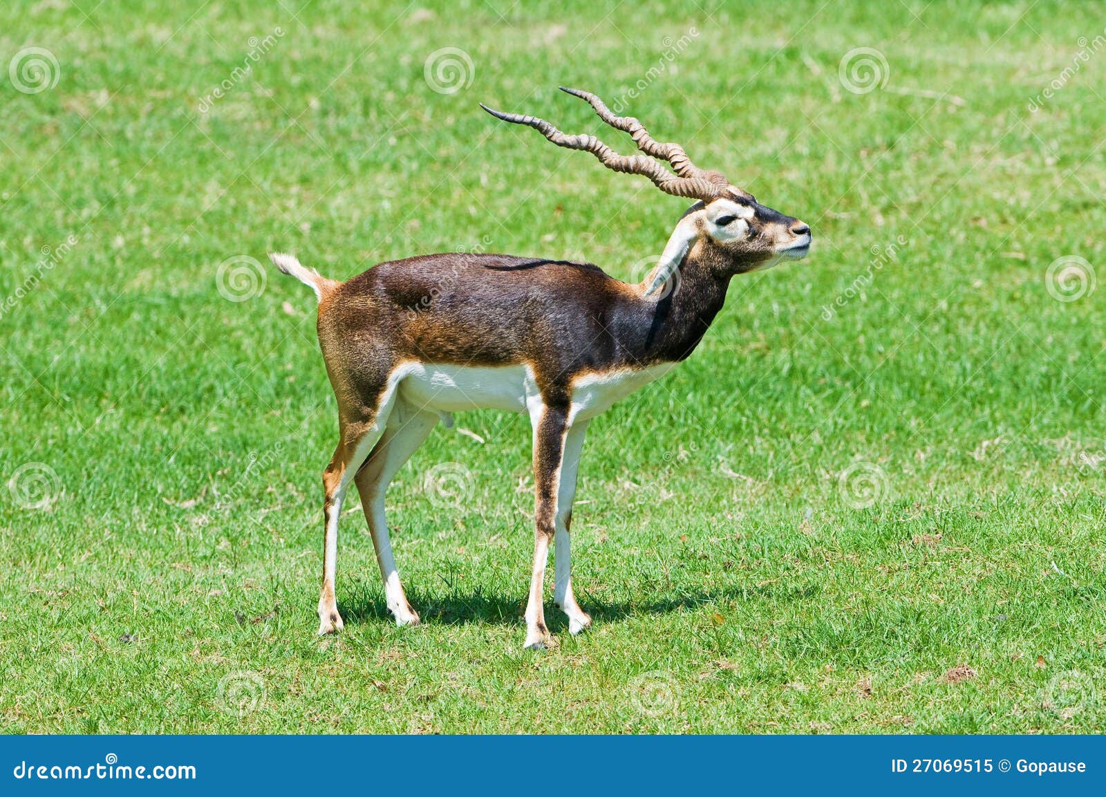 Male blackbuck stock image. Image of buck, grass, antilope - 27069515