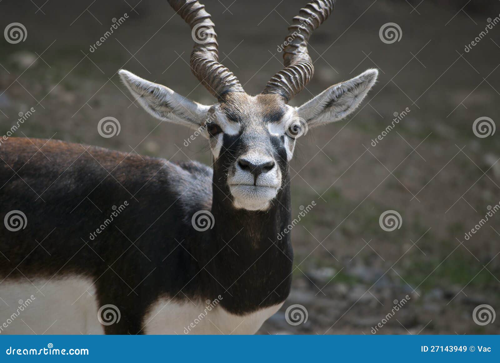 Male blackbuck stock image. Image of endangered, blackbuck - 27143949