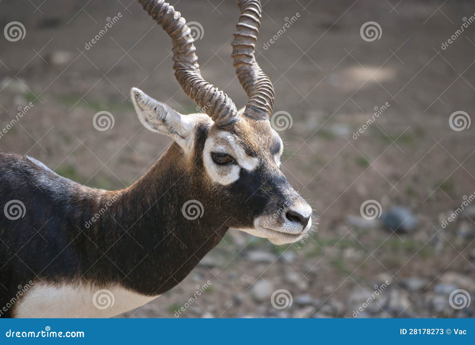 Male Blackbuck stock image. Image of safari, mammal, nature - 28178273