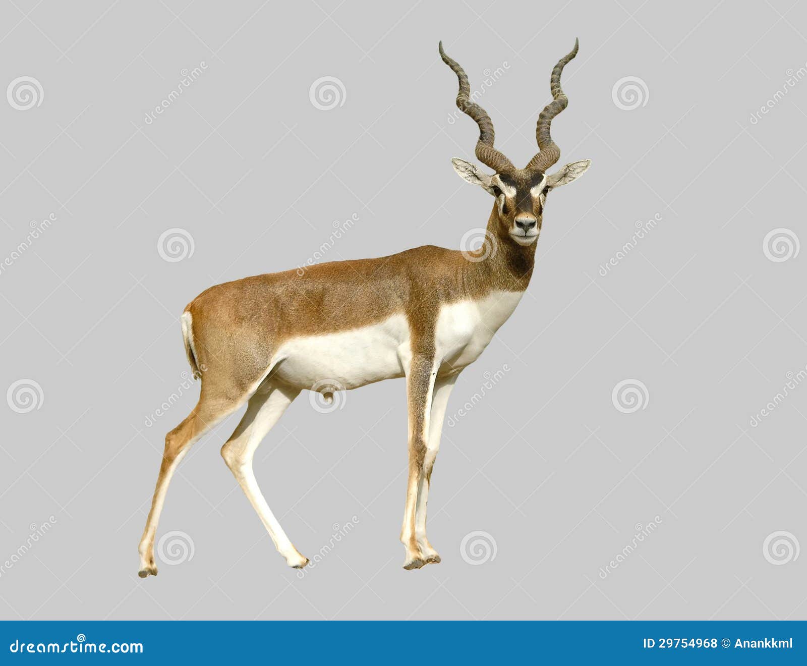 Blackbuck stock photo. Image of fauna, park, india, fast - 29754968