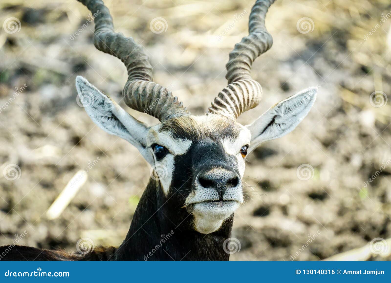 A Male Blackbuck in the Zoo Stock Photo - Image of national, nature ...