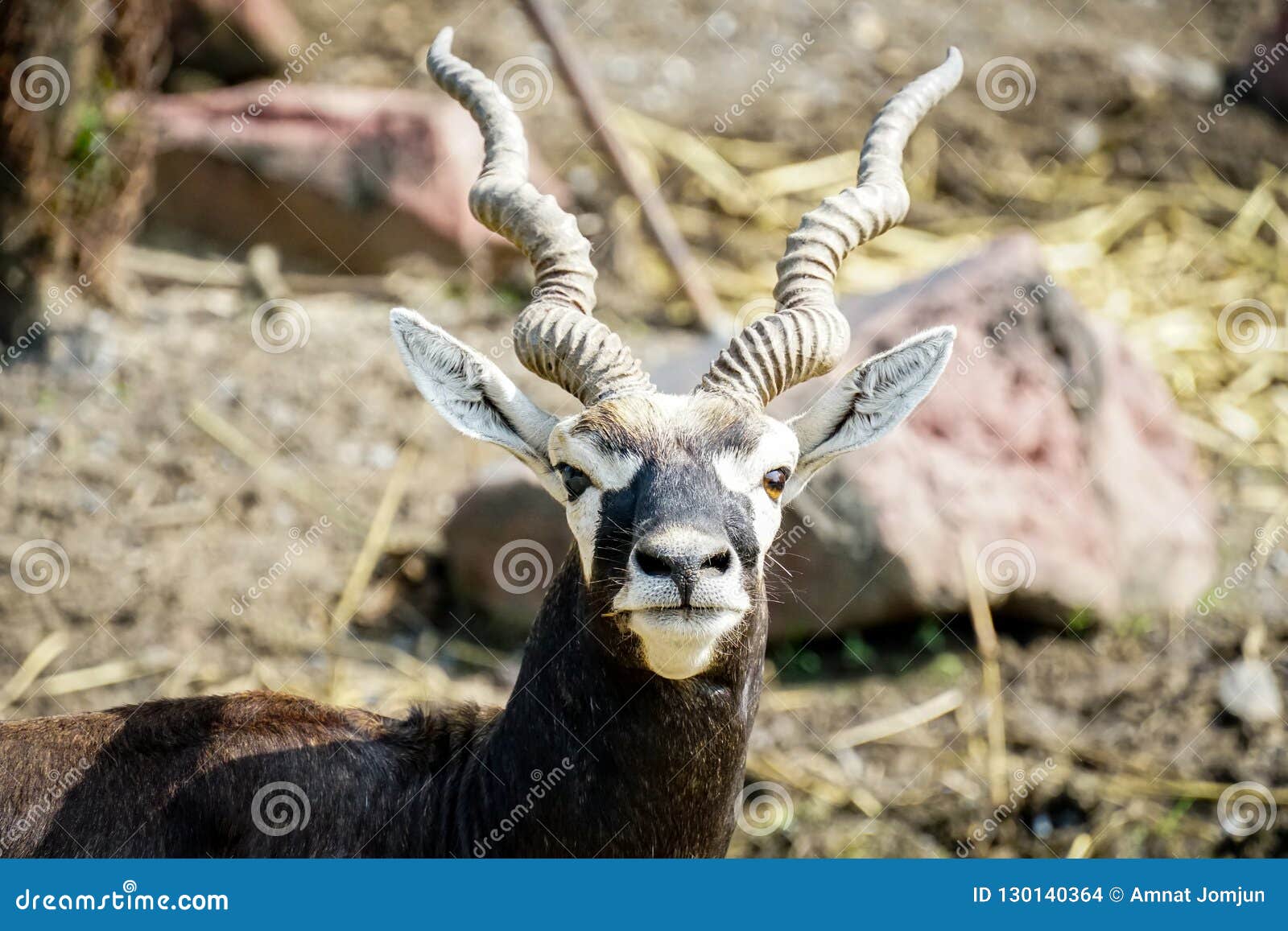 A Male Blackbuck in the Zoo Stock Photo - Image of beautiful, mammal ...
