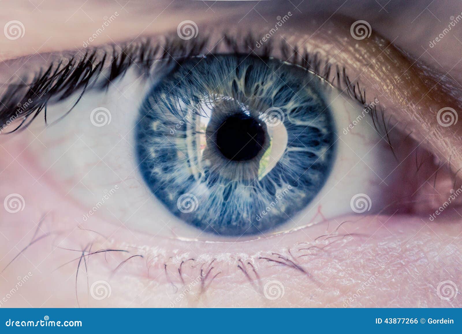 Male blue eye stock photo. Image of pupil, tired, gray - 43877266