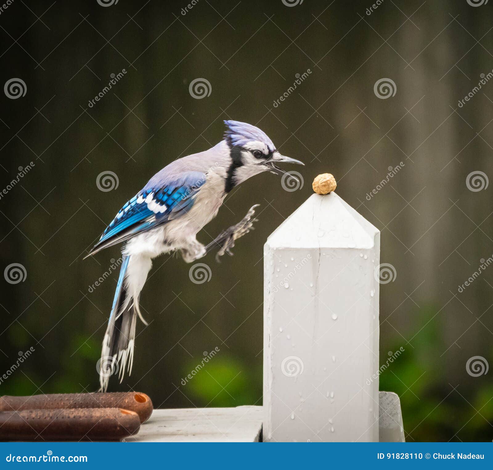 Blue Jay Landing