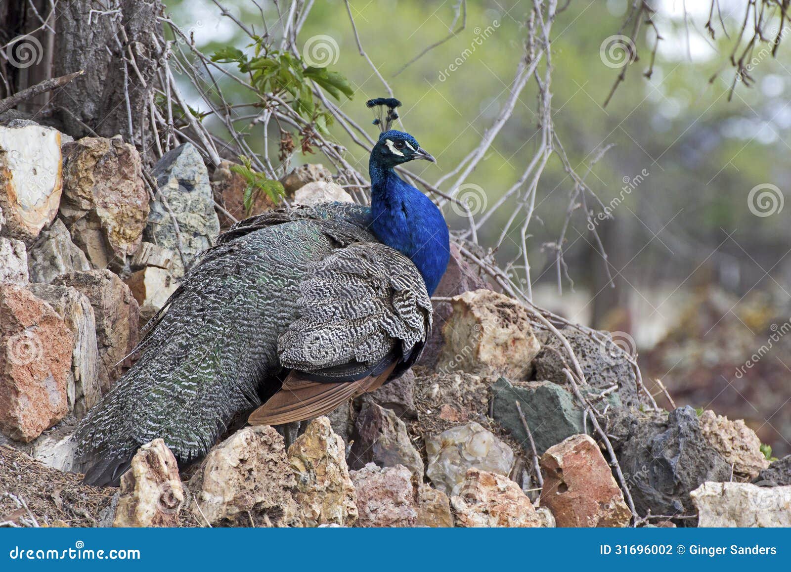 Male Blue Peacock Resting on Rocks Stock Photo - Image of copy, blue ...